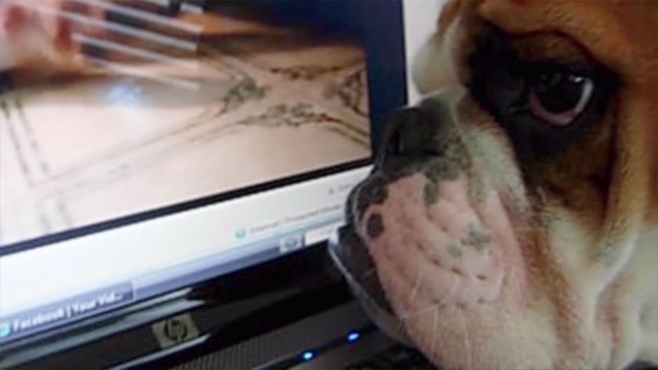 Watch "AFV" Episodes Featuring the Best of Funny Home Videos on UPtv!