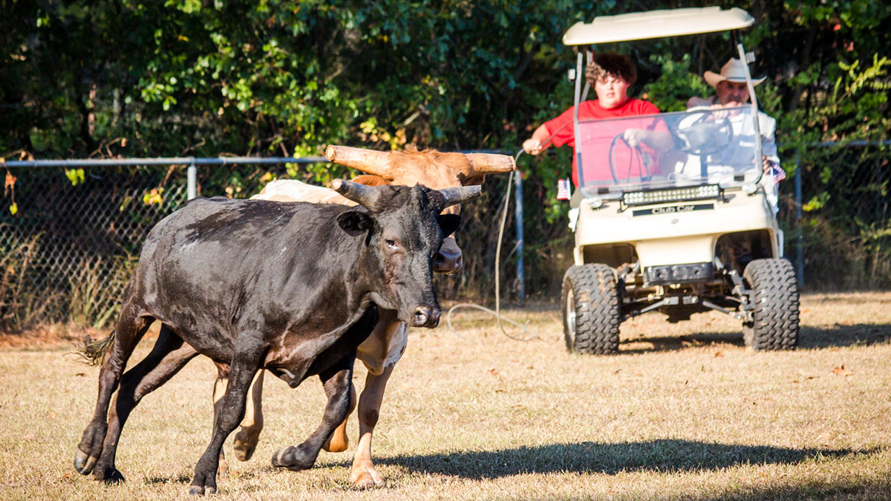 Small Town, Big Mayor - Take Me Out To The Bull Game