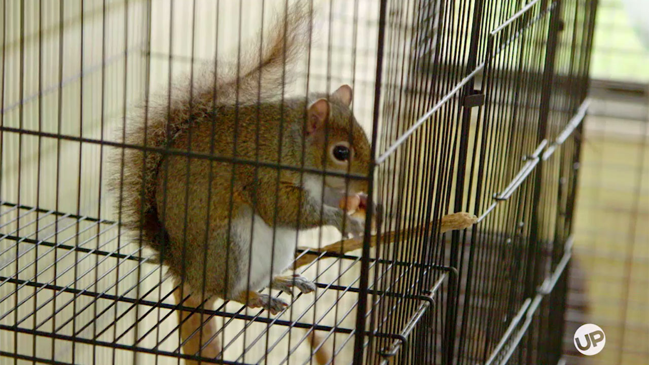 Small Town, Big Mayor - Getting Squirrely